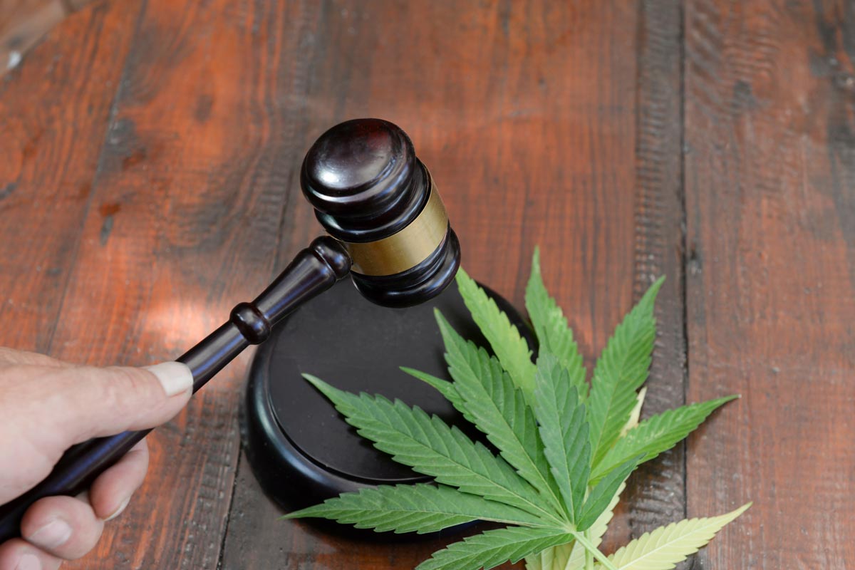 Should cannabis be legalised? - AMSR